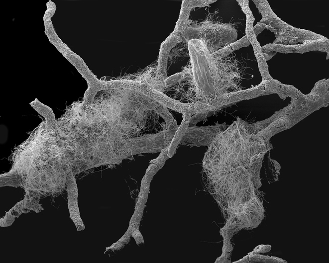 Pureway Biotechnology