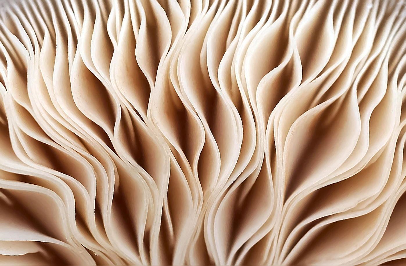 Pureway Biotechnology